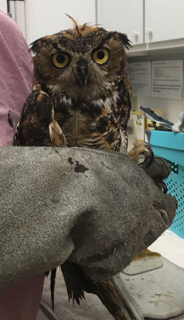 Rescued Owl – Other People's Stuff